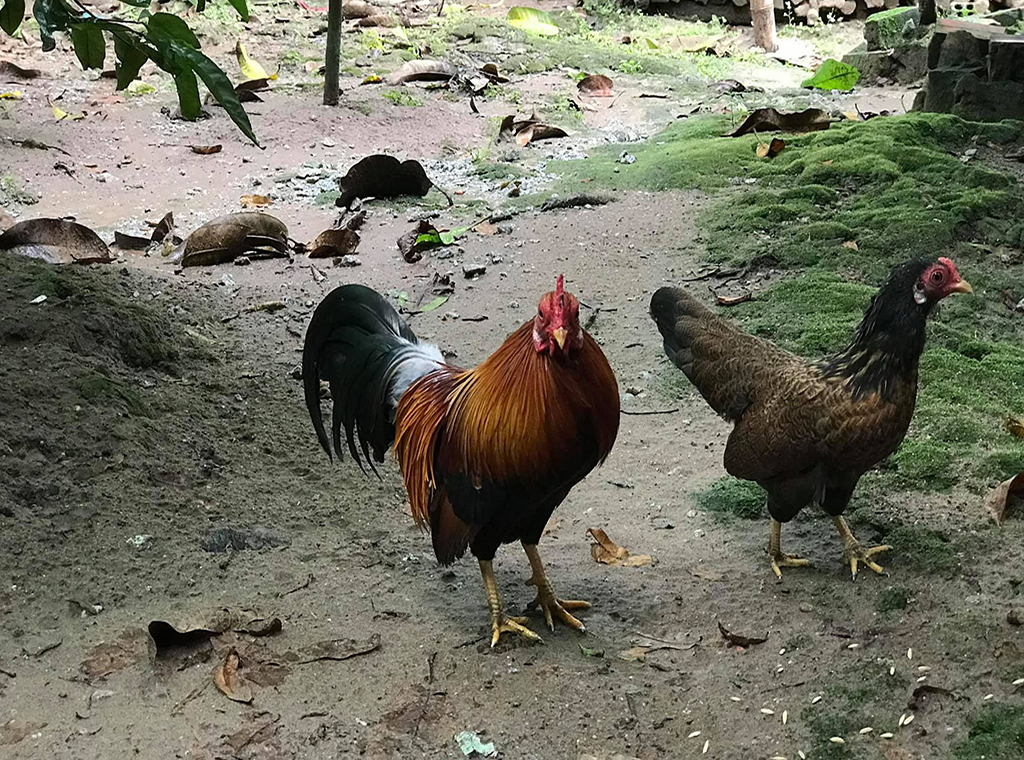 Phân Biệt Các Loại Gà Tre Đá Phổ Biến - Chia Sẻ Kiến Thức Về Bản Đồ Và ...