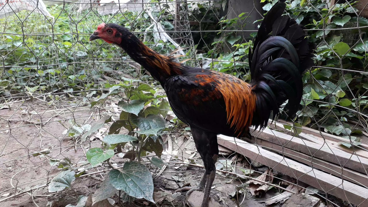 Dòng Gà Đá Hay và Phổ Biến - Đá Gà Tại Việt Nam