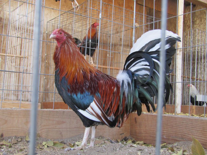 TOP 4 Dòng Gà Kelso Hay Nhất, Kelso Rặc, Kelso Doc, Firebird Kelso ...